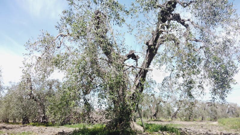 How Olive Trees Represent Environmental Sustainability and Resilience ...