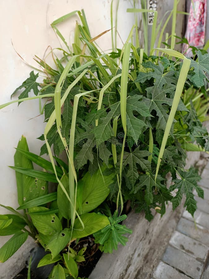 How Plant Should Look Likes Stock Photo - Image of garden, dish: 238221258