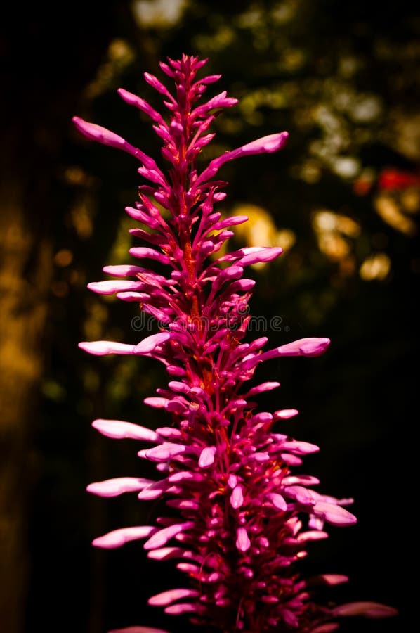 Red Spike Flower in the Shadows of the Park Stock Photo - Image of gold ...