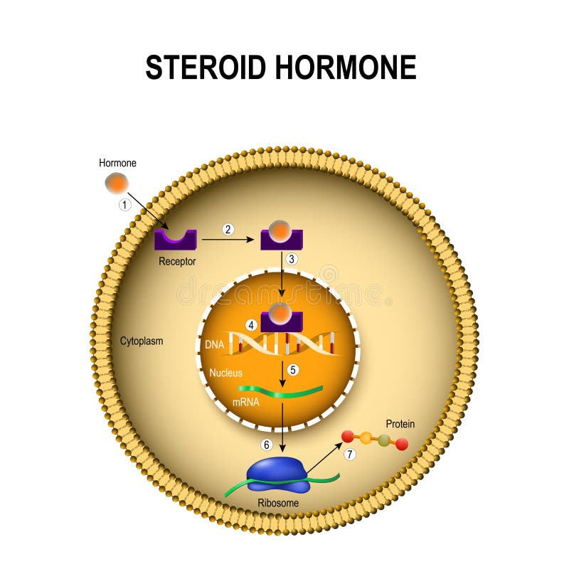 Steroid Hormones Response. Vector Stock Vector - Illustration of ...