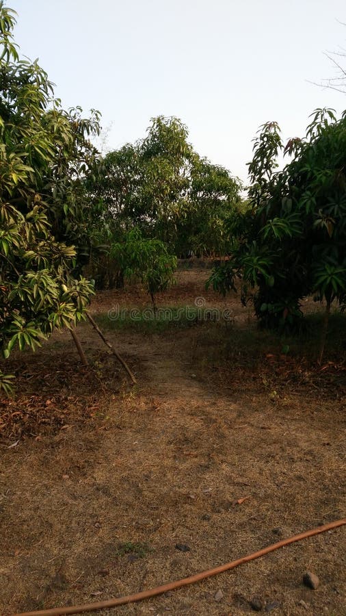 FARM of MANGO stock photo. Image of tree, farm, mango - 125489866