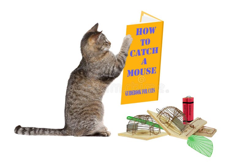 How to catch a mouse stock image. Image of intelligent - 28367431
