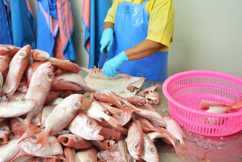 How to cut fish stock photo. Image of person, cuisine - 239068222