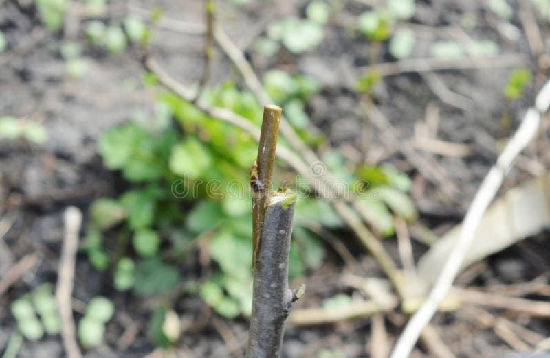How To Graft Pear Tree. the Simple Art of Grafting Fruit Trees Stock ...