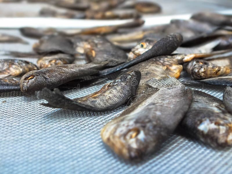 Dried fish stock image. Image of dried, animal, food - 145263333