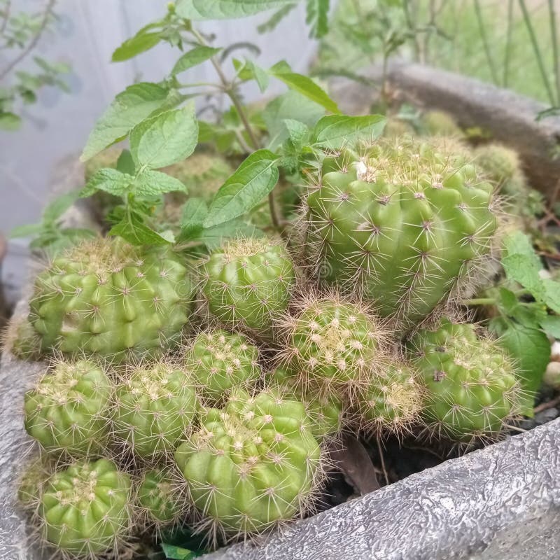 How To Plant Cactus Plants in the Garden Stock Image - Image of garden ...