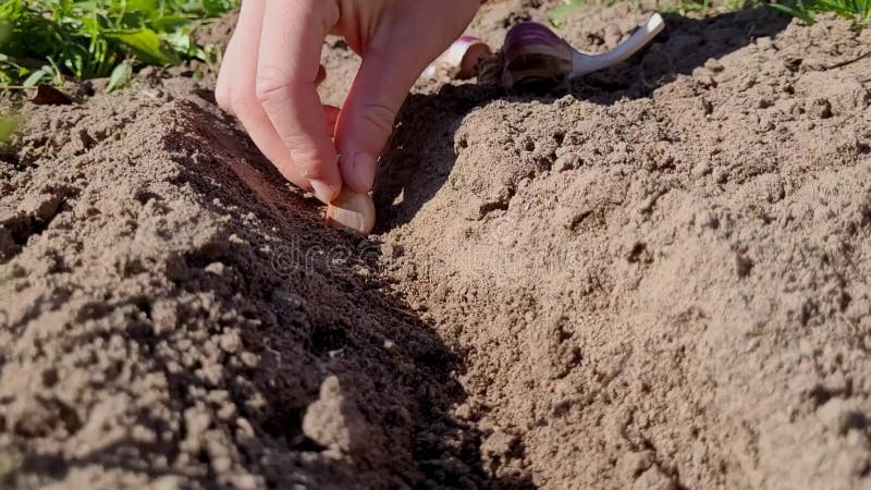 How To Plant Garlic. the Process of Planting Garlic Cloves for the ...