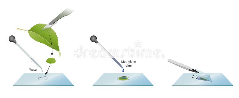 How To Prepare Microscope Slides for Examination of Leaf Cells Stock ...
