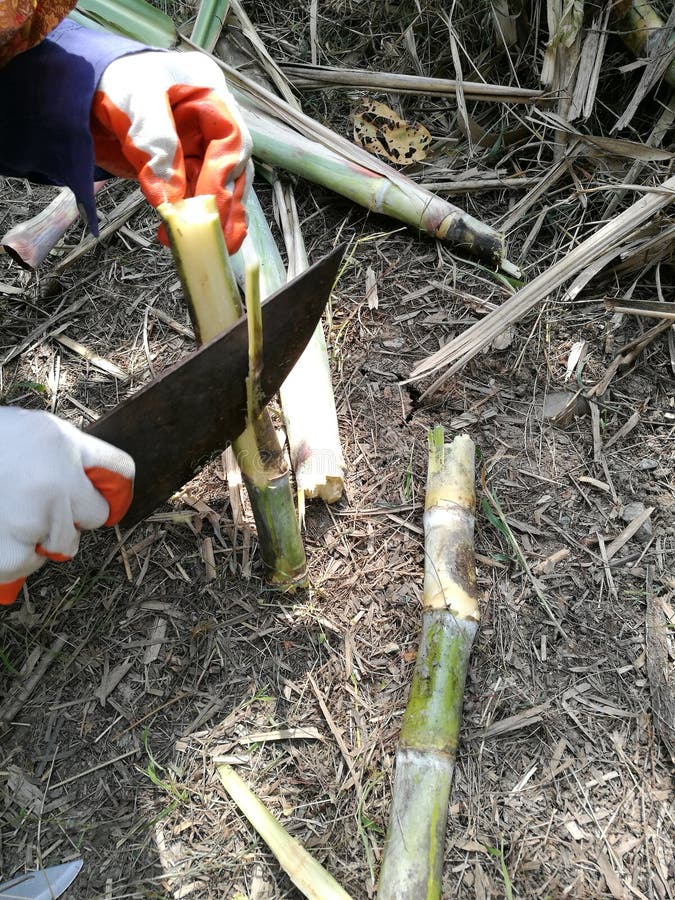How to prepare Sugar cane stock image. Image of fresh - 118408351