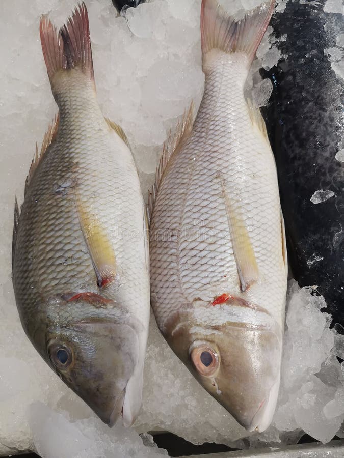 How To Save Fresh Fish Offer To the Buyer Stock Image - Image of save ...