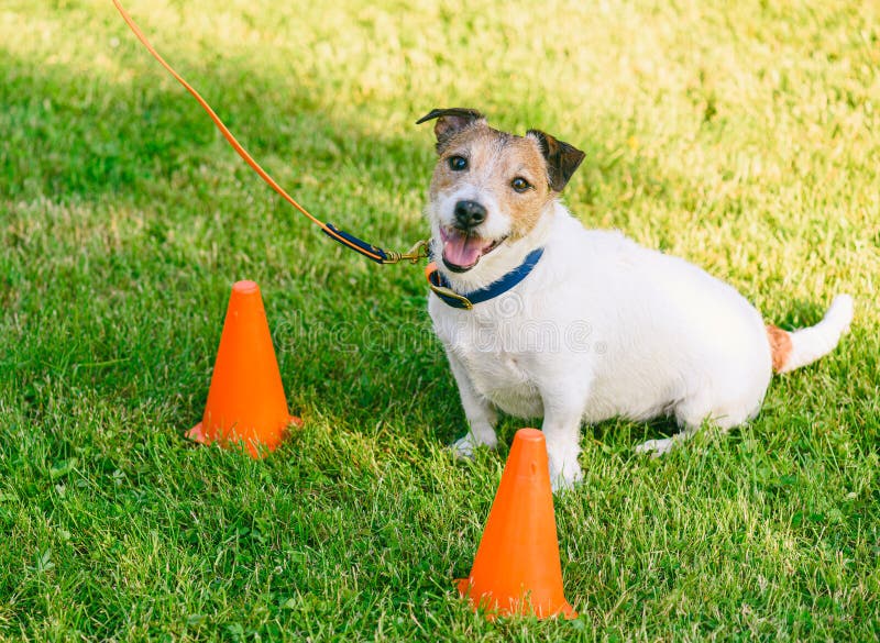 How To Train Your Dog To Sit on Command Stock Photo - Image of train ...