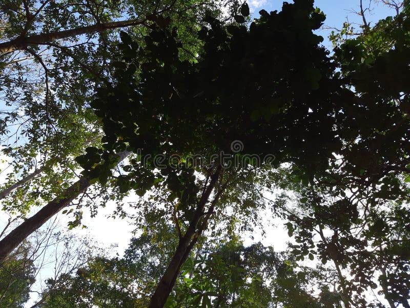 Sunday break in the forest stock image. Image of break - 133995537