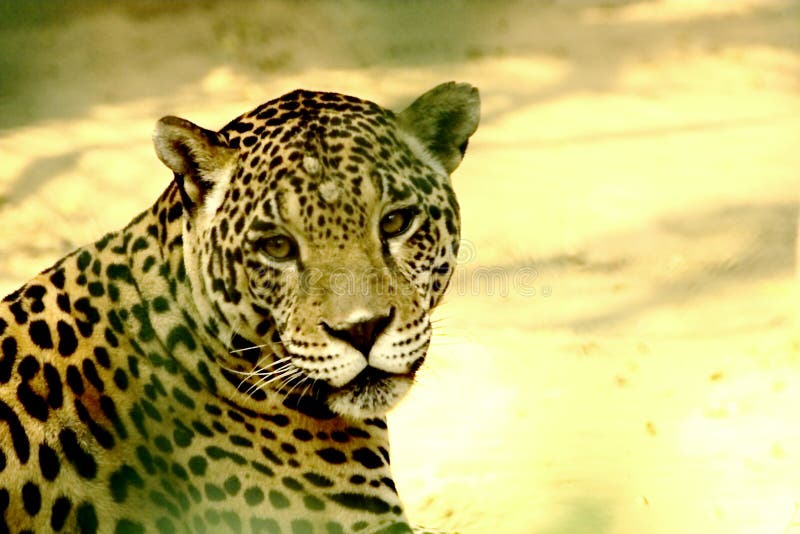 How are you? stock image. Image of leopard, delhi, india - 76895927 How are you? stock image. Image of leopard, delhi, india - 76895927