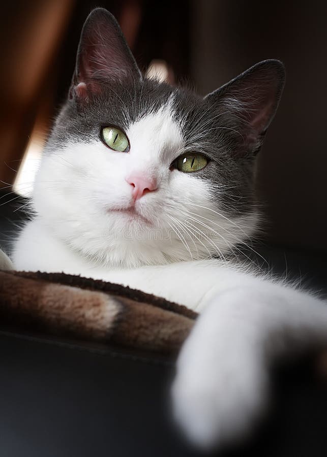 Howdy cat stock photo. Image of companion, feline, green - 12960706