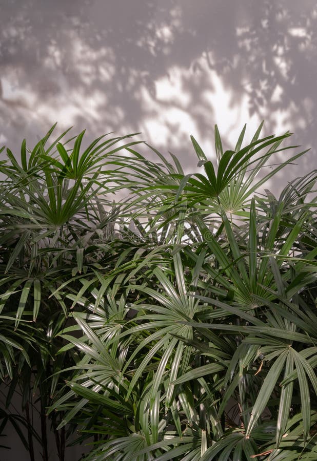 Howea Forsteriana Tree with Light and Shadows on a White Concrete Wall ...