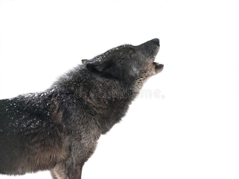 302 Wolf Howl White Background Stock Photos - Free & Royalty-Free Stock ...