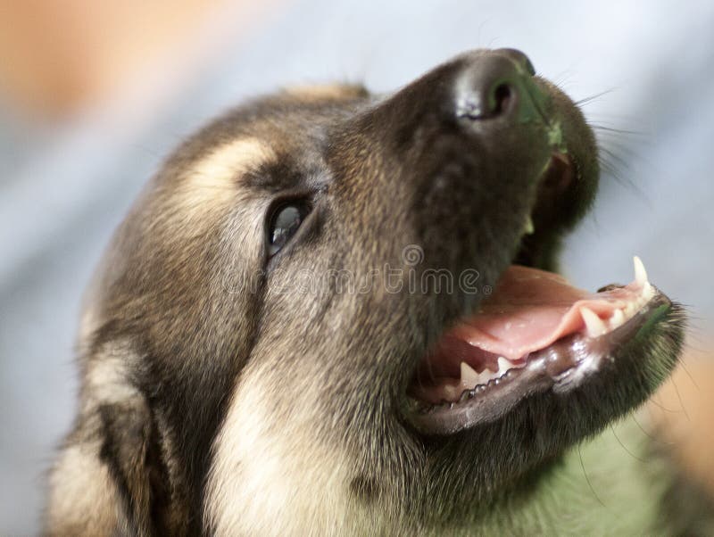Howl stock photo. Image of cute, black, teeth, brown - 91011706