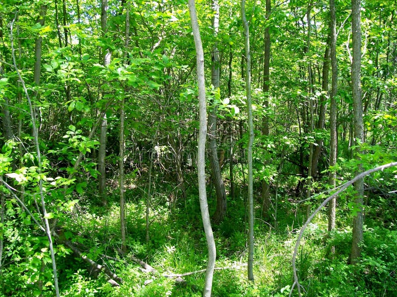 Howland Park stock image. Image of trees, birches, summer - 100215335