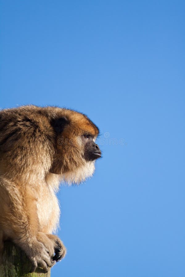 Howler monkey stock image. Image of park, monkey, howl - 17913441