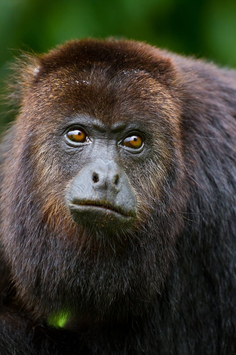 272 Exotic Howler Stock Photos - Free & Royalty-Free Stock Photos from ...