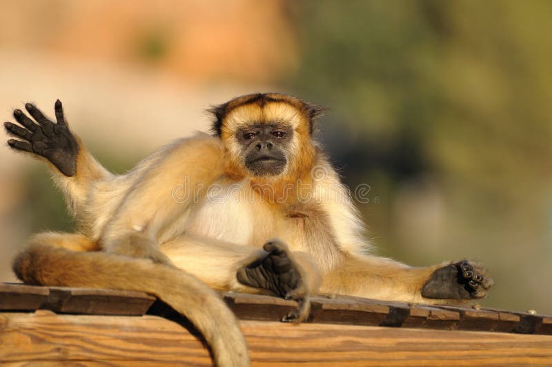 Howler monkey. stock image. Image of monkey, primate - 21636093