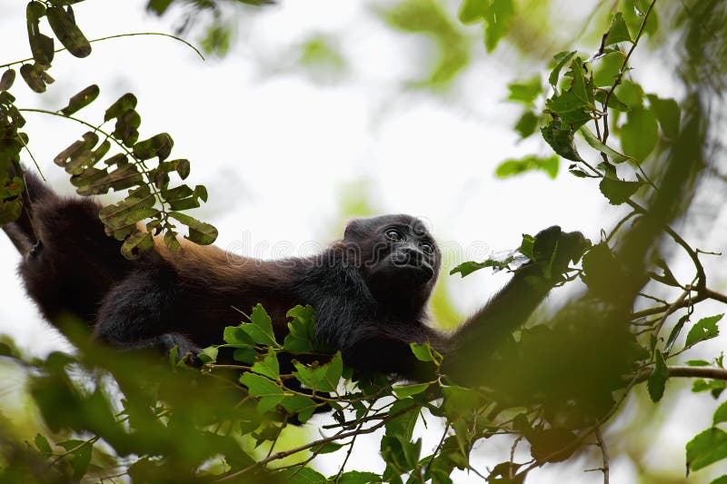 Brown Woolly Monkey stock photo. Image of fauna, hiding - 26445404