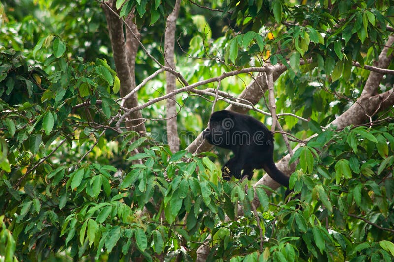 Howler Monkey stock image. Image of exotic, latin, forest - 24375939