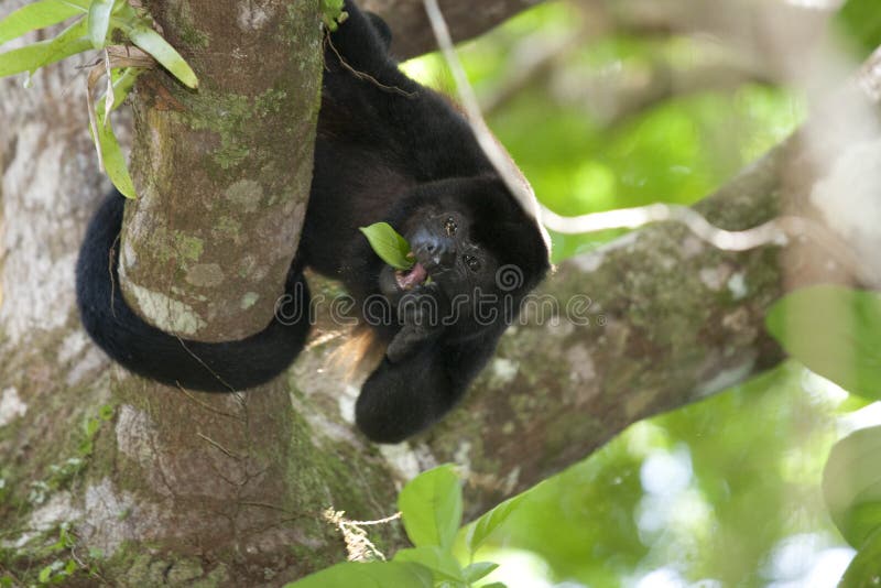Howler monkey stock image. Image of howler, habitat, jungle - 9547613