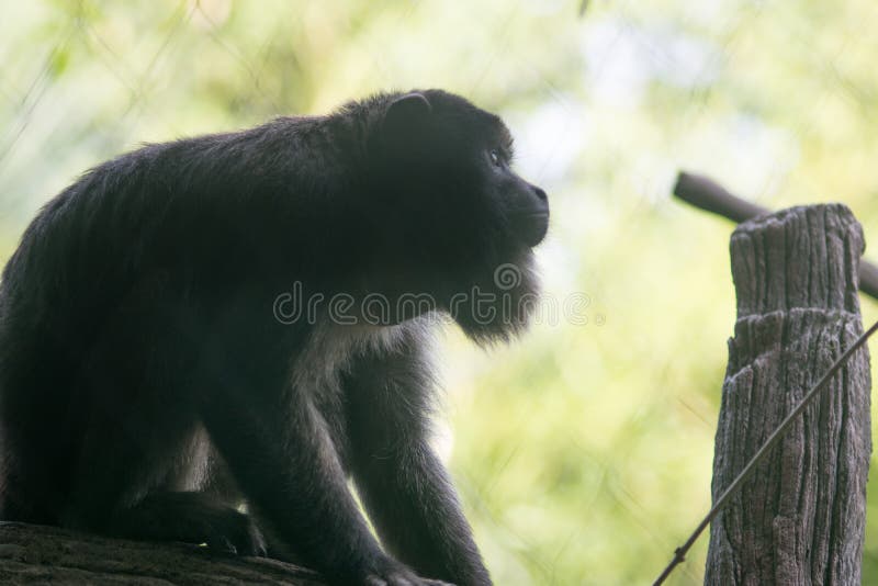 Howler Monkey stock photo. Image of fauna, tropical - 128459454