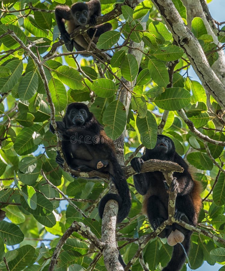 The Howler Monkey on a Branch in the Rainforest of Panama Stock Photo ...