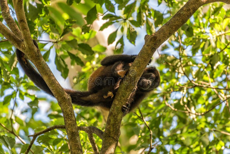 The Howler Monkey on a Branch in the Rainforest of Panama Stock Photo ...