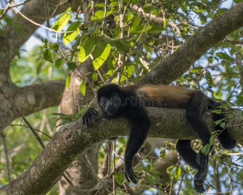 The Howler Monkey on a Branch in the Rainforest of Panama Stock Photo ...