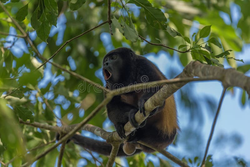The Howler Monkey on a Branch in the Rainforest of Panama Stock Image ...