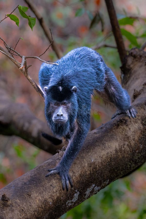 Howler Monkey Clambering Down a Tree Branch Stock Photo - Image of howling, conservation: 357375298