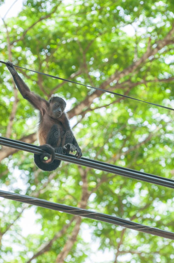 Howler monkey stock image. Image of rica, costa, cute - 45940353