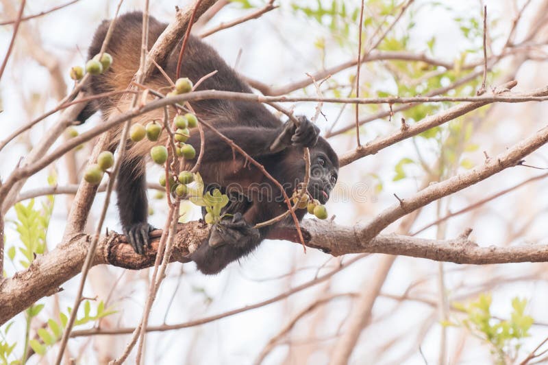 Howler monkey stock photo. Image of rican, climb, hang - 46310572