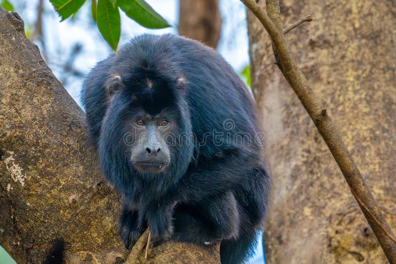 Howler Monkey Crouching Tree Stock Photos - Free & Royalty-Free Stock ...