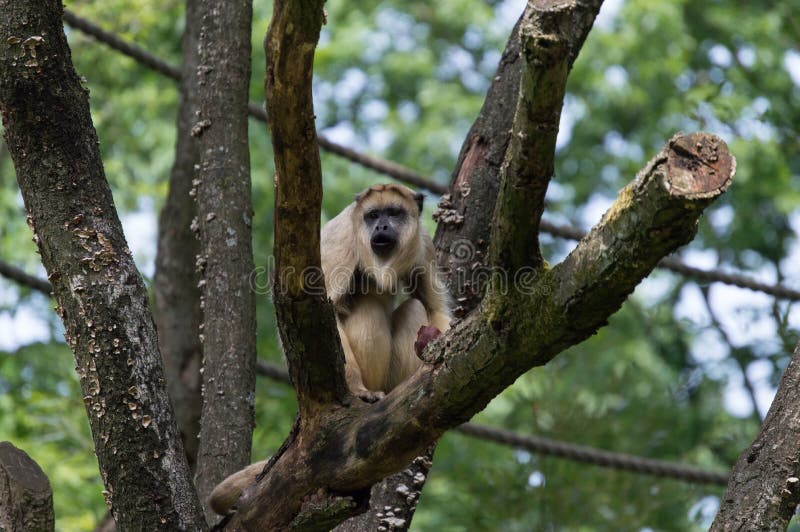 Howler monkey stock image. Image of climate, staring - 44060725