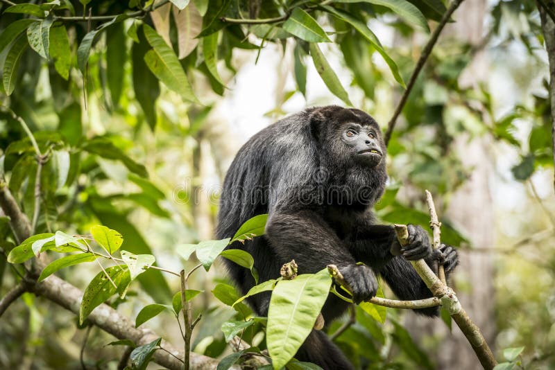 Howler Monkey in Forest stock image. Image of wildlife - 117744073