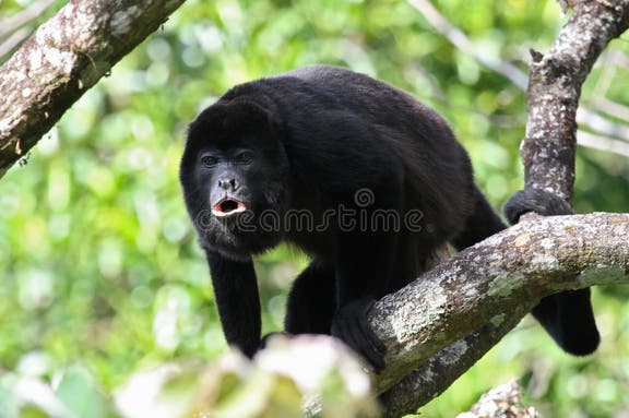 Howler Monkey Howling stock photo. Image of howl, furry - 25634178