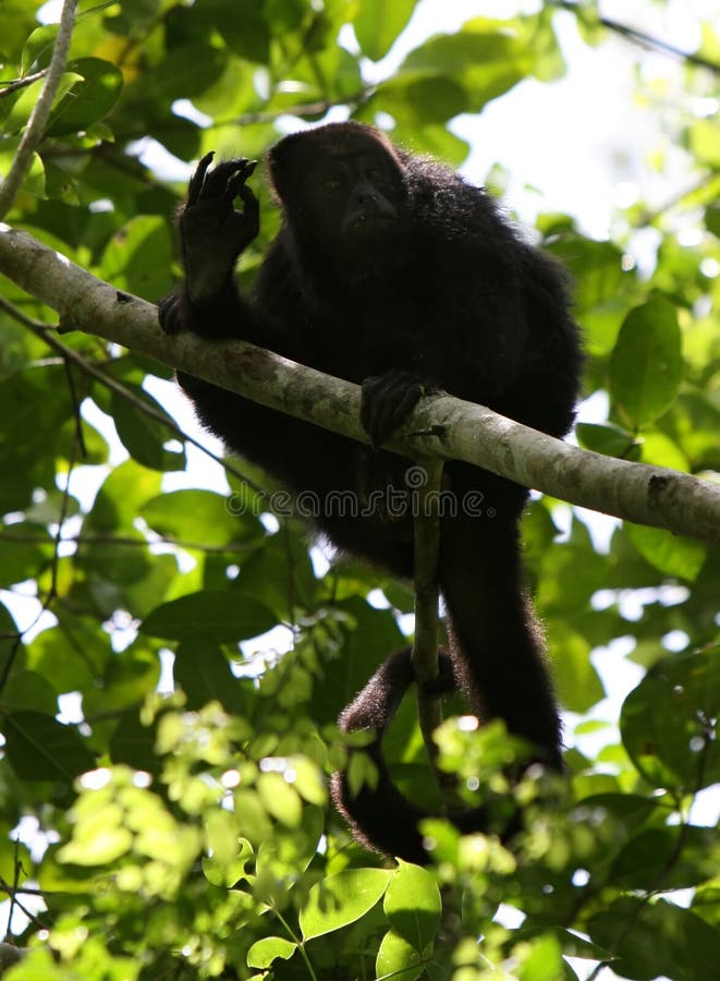 Howler Monkey stock image. Image of america, rain, wildlife - 35453151