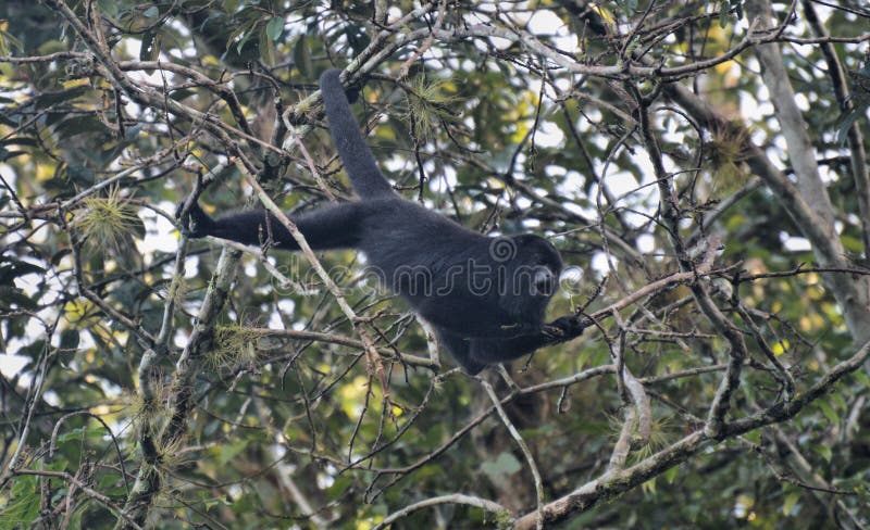 Howler monkey stock photo. Image of scenic, lacandona - 86063224