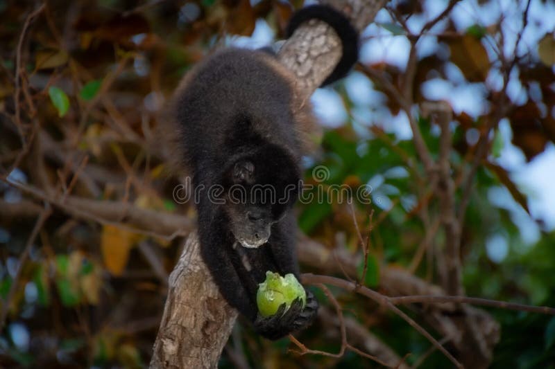 Howler Monkey in Its Tree in the Moroccan Forest Stock Photo - Image of ...