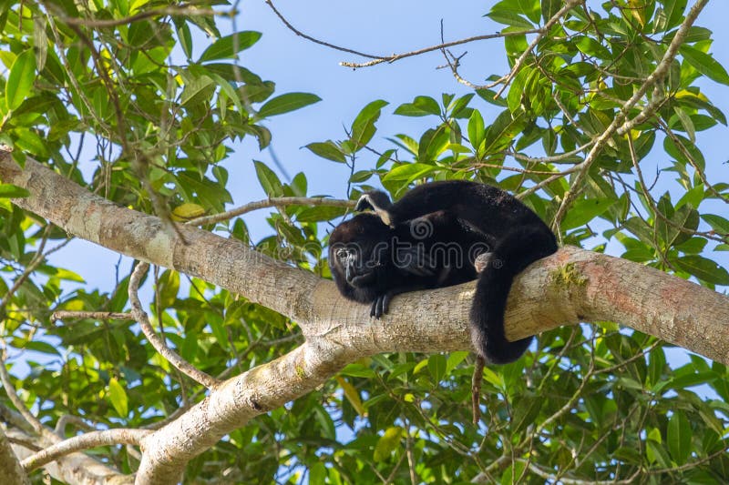 Howler Monkey Laying on the Branch Stock Image - Image of primate ...