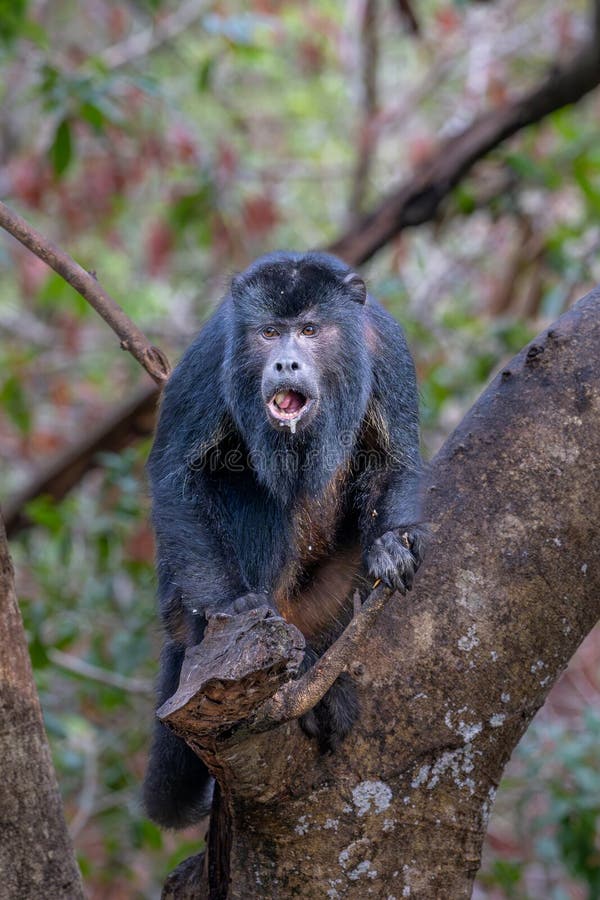 Howler Monkey in the Pantanal Stock Photo - Image of howling, wildlife: 357372972