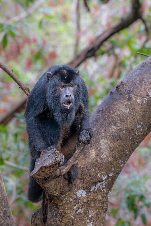 Howler Monkey in the Pantanal Stock Photo - Image of loud, black: 357372980