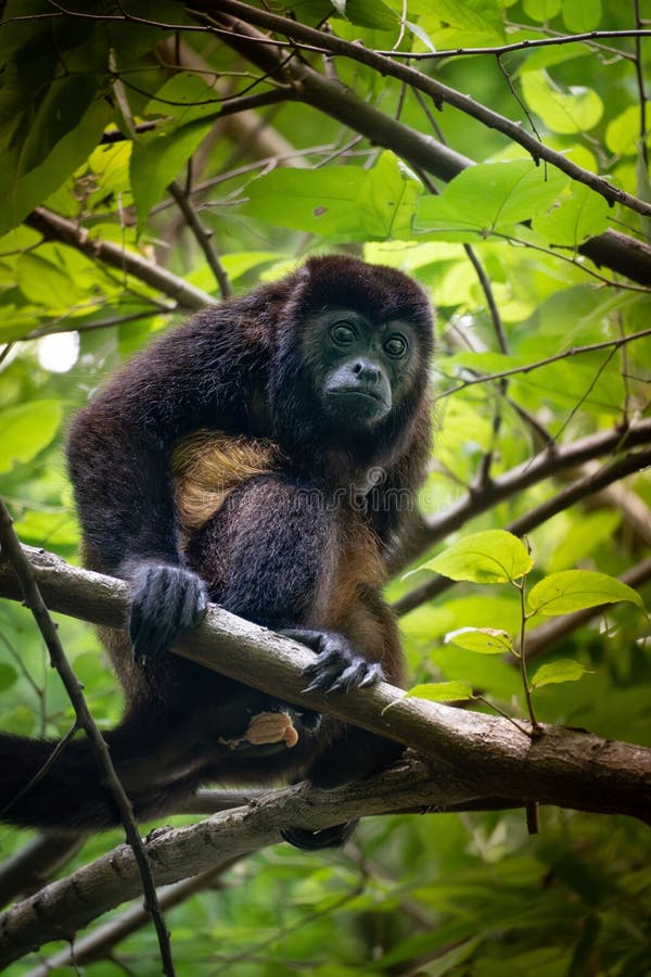 Howler Monkey in Tropical Forest Stock Photo - Image of conservation ...