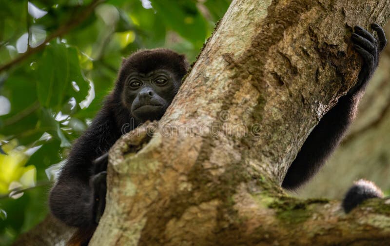 544 Nectar Monkey Stock Photos - Free & Royalty-Free Stock Photos from ...