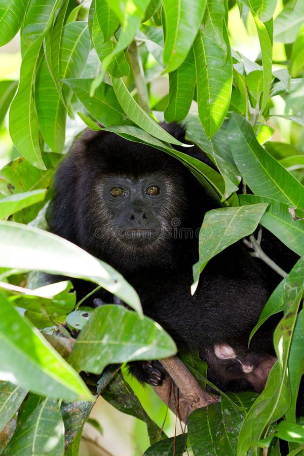 Howler monkey stock photo. Image of primate, green, howler - 36025148