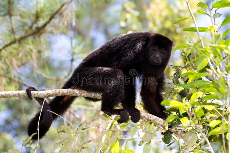 Howler Monkey Howling stock photo. Image of howl, furry - 25634178